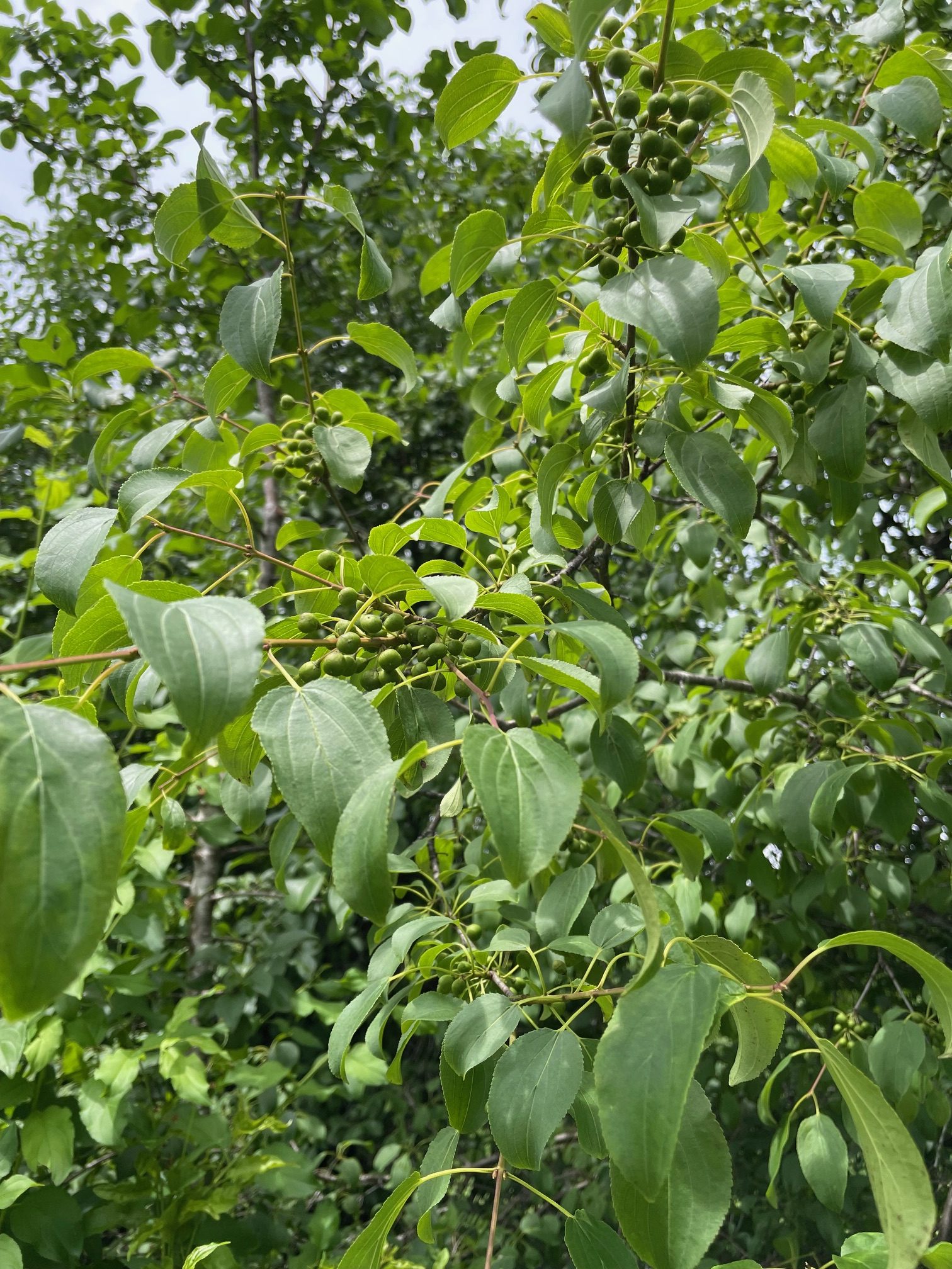 Invasive Species – Riverview Park Community Association, Ottawa, Ontario