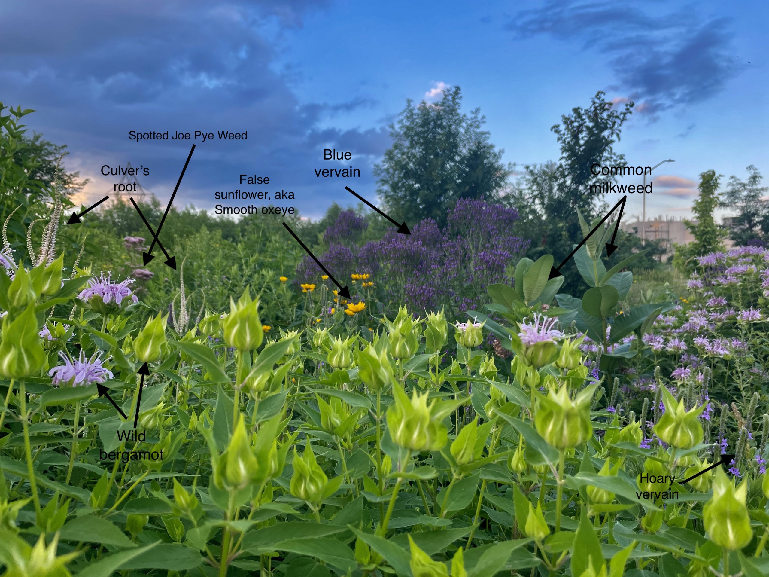 Native Seed Giveaway Event – Riverview Park Community Association ...